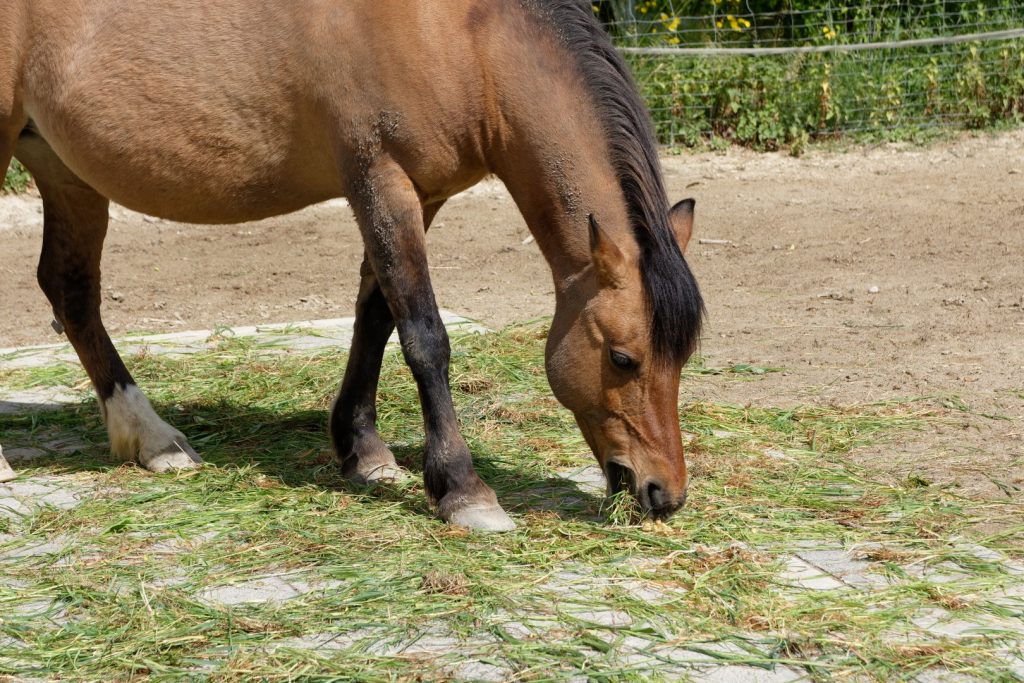 Guide Complet Alimentation Cheval : Nutrition, Ration & Conseils d'Expert