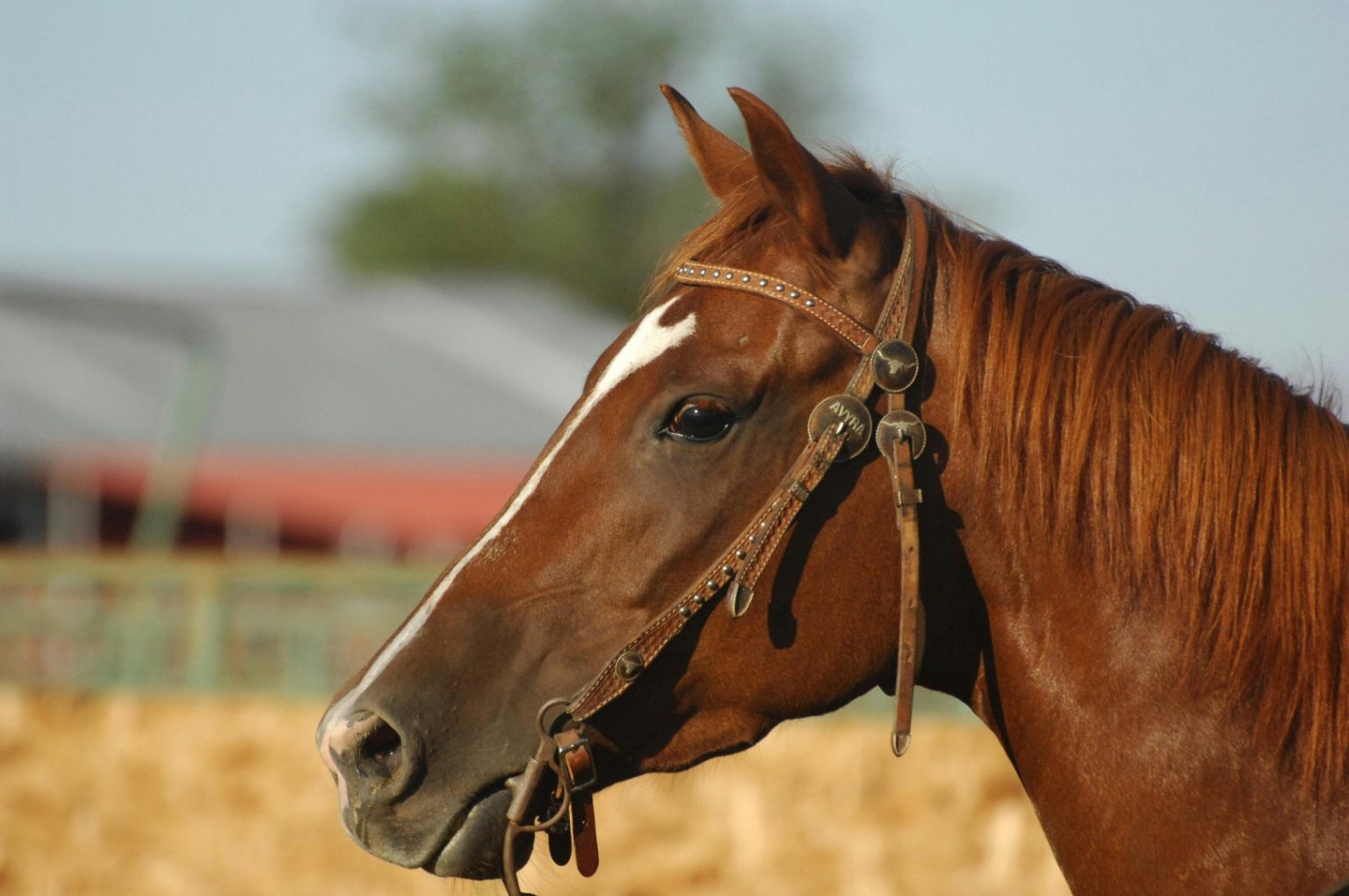 Les races de chevaux françaises : guide complet des lignées emblématiques